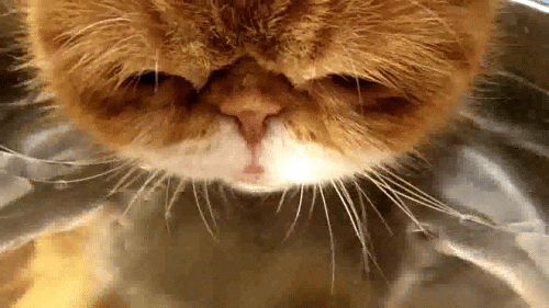 Kitty S Find And Share On Giphy