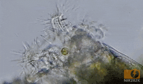 Rotifer GIF - Find & Share on GIPHY