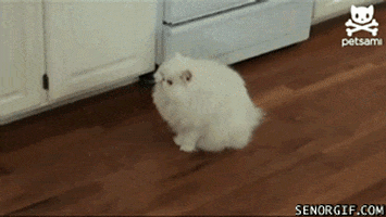 Cat Run GIF - Find & Share on GIPHY