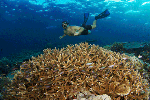 Coral GIF - Find & Share on GIPHY