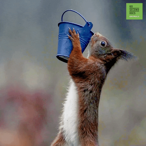 Photography Squirrel GIF by 60 Second Docs - Find & Share on GIPHY