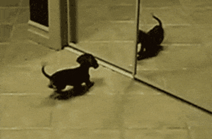 Puppy Mirror GIFs - Find & Share on GIPHY