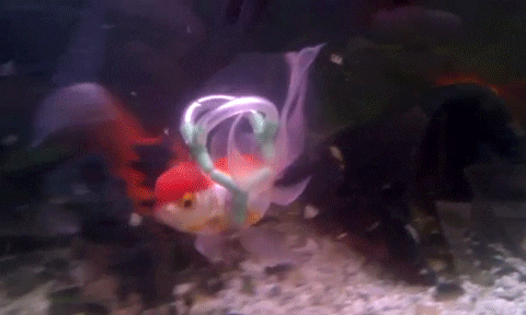 Fish Eat GIF by Digg - Find & Share on GIPHY