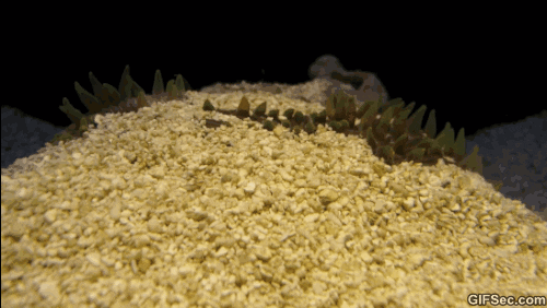 Sand Excavating GIF - Find & Share on GIPHY