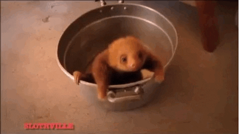 Sloth GIF - Find & Share on GIPHY
