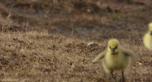 Wild Russia Gosling GIF by Head Like an Orange - Find & Share on GIPHY