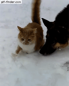 Finder GIFs - Get the best GIF on GIPHY