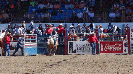 Rodeo GIFs - Find & Share on GIPHY