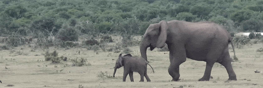 Elephants GIF - Find & Share on GIPHY