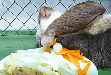 Dinner Bites GIF - Find & Share on GIPHY