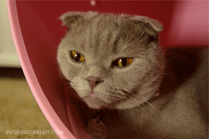 Scottish Fold Cat GIF - Find & Share on GIPHY