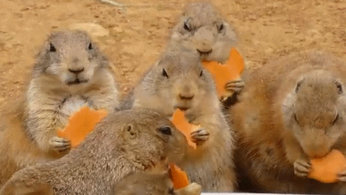 Cute Animals GIF - Find & Share on GIPHY