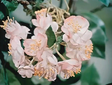 Bloom GIF - Find & Share on GIPHY