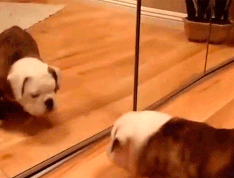 Mirrors GIF - Find & Share on GIPHY