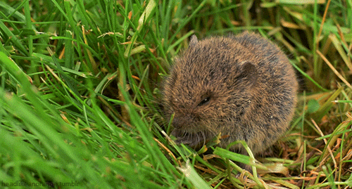 Common Vole Rodent GIF by Head Like an Orange - Find & Share on GIPHY