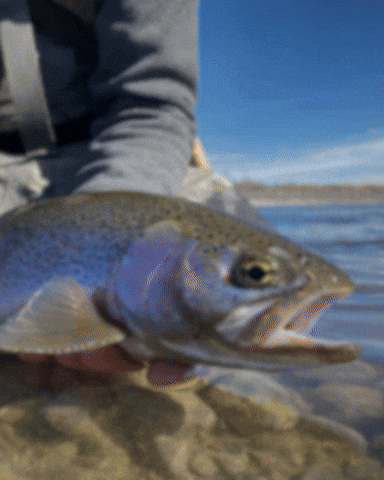 Great Fishing, Minister's Special Licence, and More!