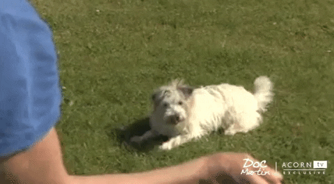 - Find & Share on GIPHY