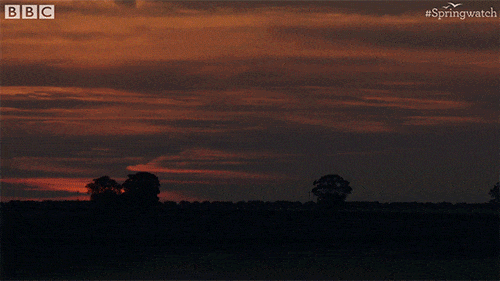 Sun Sunset GIF by BBC Earth - Find & Share on GIPHY