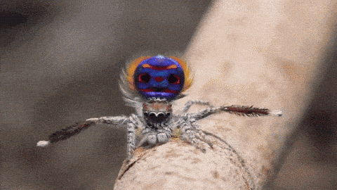 Dance Spider GIF - Find & Share on GIPHY