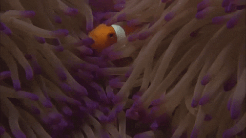 Finding Nemo GIF - Find & Share on GIPHY