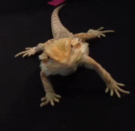 Lizard GIF - Find & Share on GIPHY