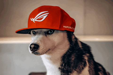 Republic Of Gamers Deal With It GIF by ASUS Republic of Gamers ...