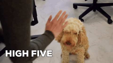 High Five Well Done GIF by Rise at Seven - Find & Share on GIPHY