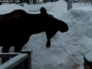 Animal Fail GIF by Cheezburger - Find & Share on GIPHY