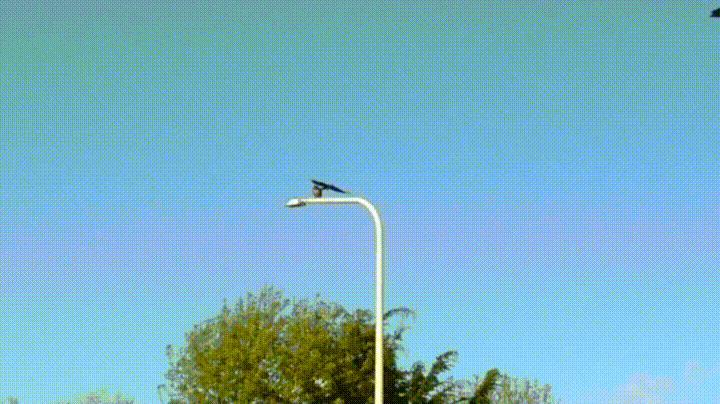 Bomb Dive GIF - Find & Share on GIPHY