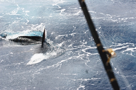 Marlin GIF - Find & Share on GIPHY