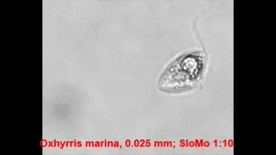 Microalgae GIFs - Find & Share on GIPHY