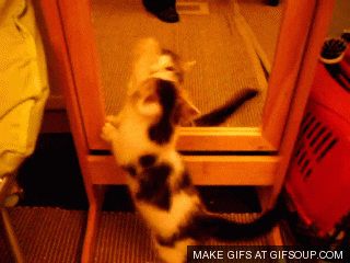 Reflection GIF - Find & Share on GIPHY