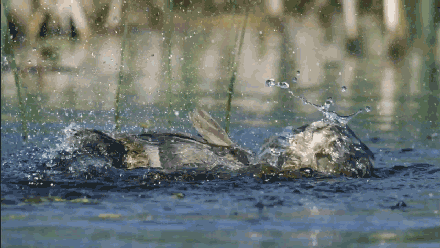 Pbs Nature Ducks GIF by Nature on PBS - Find & Share on GIPHY