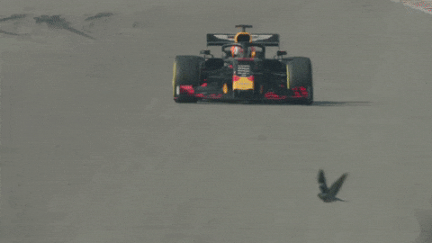 France F1 GIF by Red Bull Racing - Find & Share on GIPHY