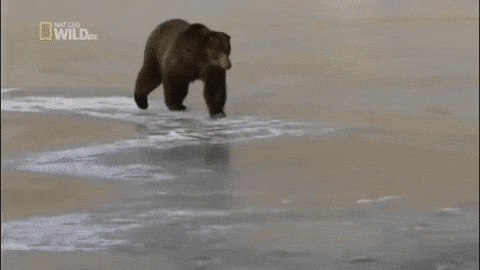 Bear Ice GIF - Find & Share on GIPHY
