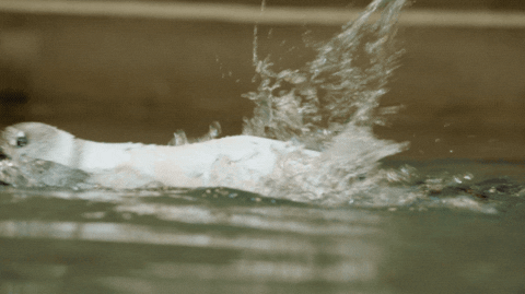 Fun Swimming GIF by San Diego Zoo - Find & Share on GIPHY