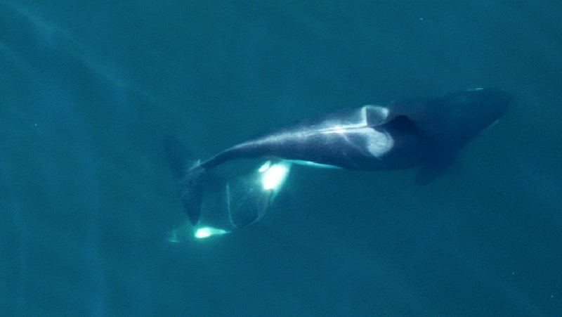 Orca Orca Discover Share S