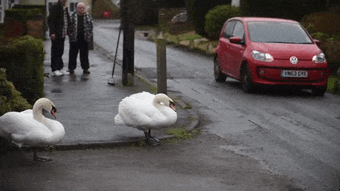 Swan GIF - Find & Share on GIPHY