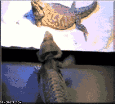 Angry Gecko Meme