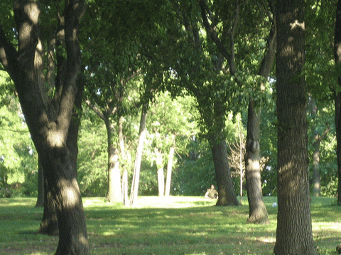 Trees GIF - Find & Share on GIPHY