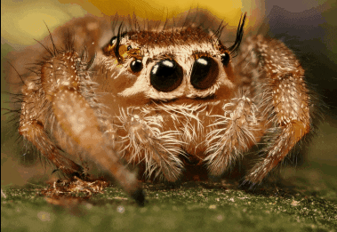 Jumping Spider Gif