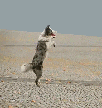 Jump GIF - Find & Share on GIPHY