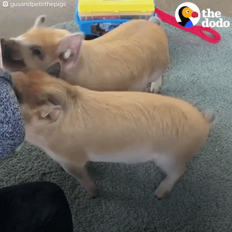 Pigs Piglets GIF by The Dodo - Find & Share on GIPHY