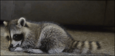 Raccoon GIF - Find & Share on GIPHY