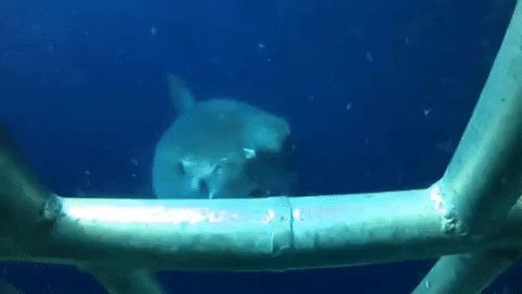 Shark Week Hello GIF by Discovery Europe - Find & Share on GIPHY