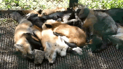 Japan Foxes GIF by Digg - Find & Share on GIPHY
