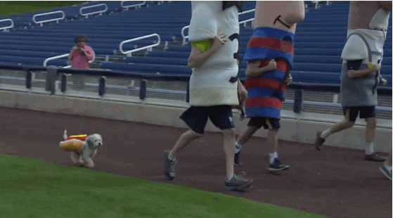 Puppy Running GIF - Find & Share on GIPHY