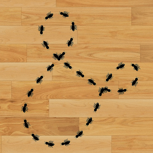 Ants Marching Gif