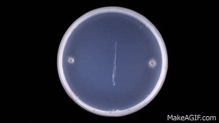 Bacteria GIF - Find & Share on GIPHY