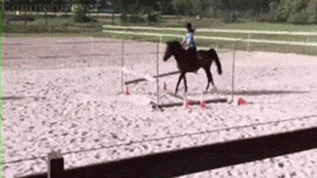 Horse Falling GIF - Find & Share on GIPHY